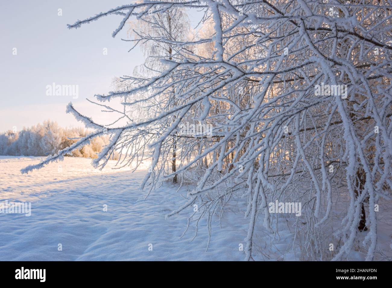Cold winter morning with sunlight and frost cover on the branches of ...