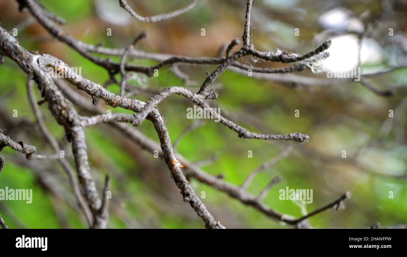 Swinging tree branch in the forest. Stock footage. Beautiful wildlife ...