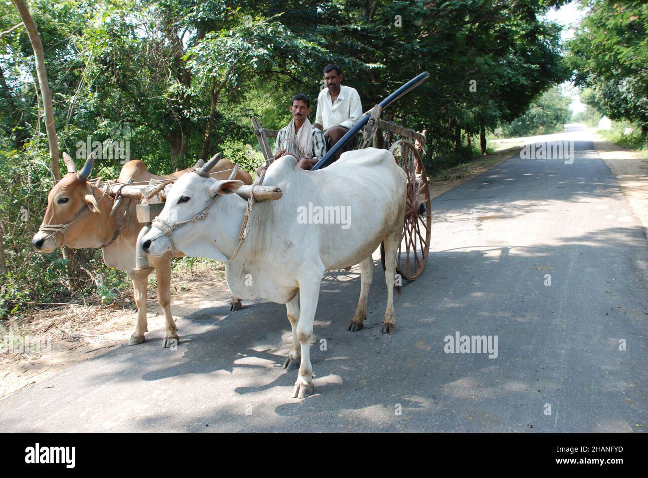 Traditional indian bullock cart transport hi-res stock photography and ...