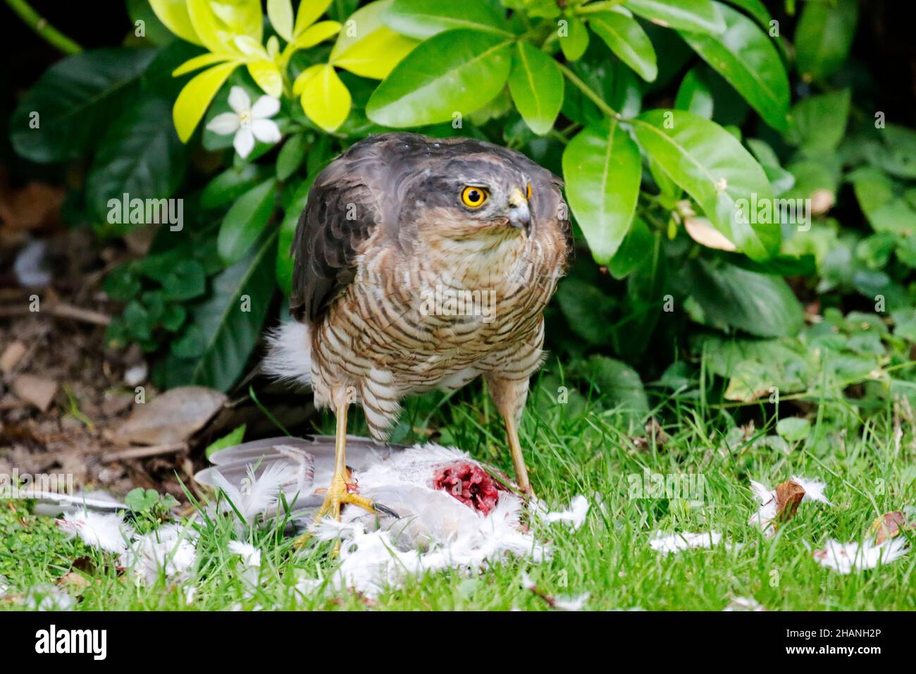 SPARROWHAWK WITH KILL Stock Photo - Alamy