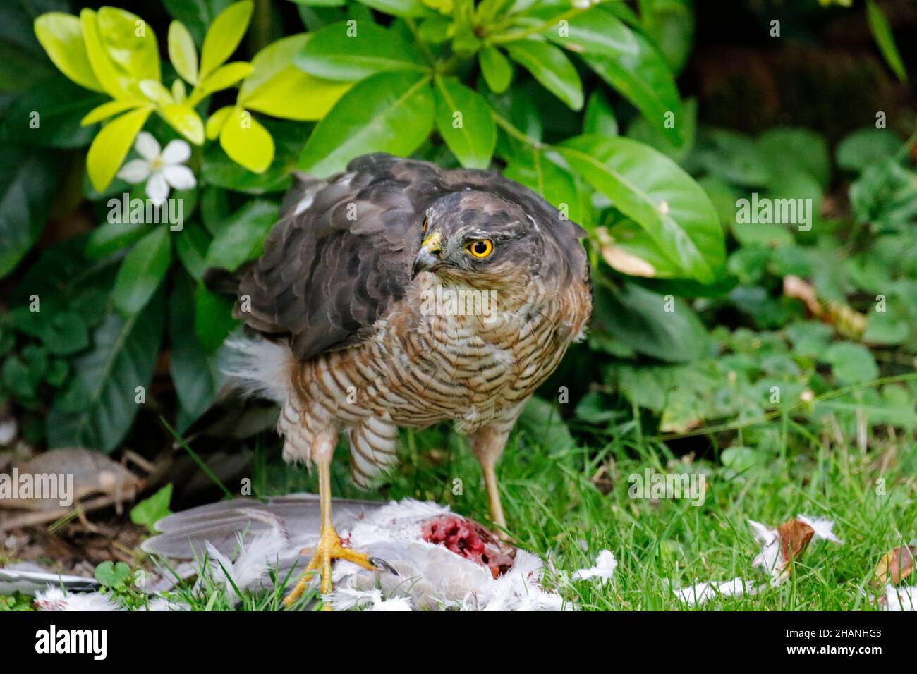 SPARROWHAWK WITH KILL Stock Photo - Alamy