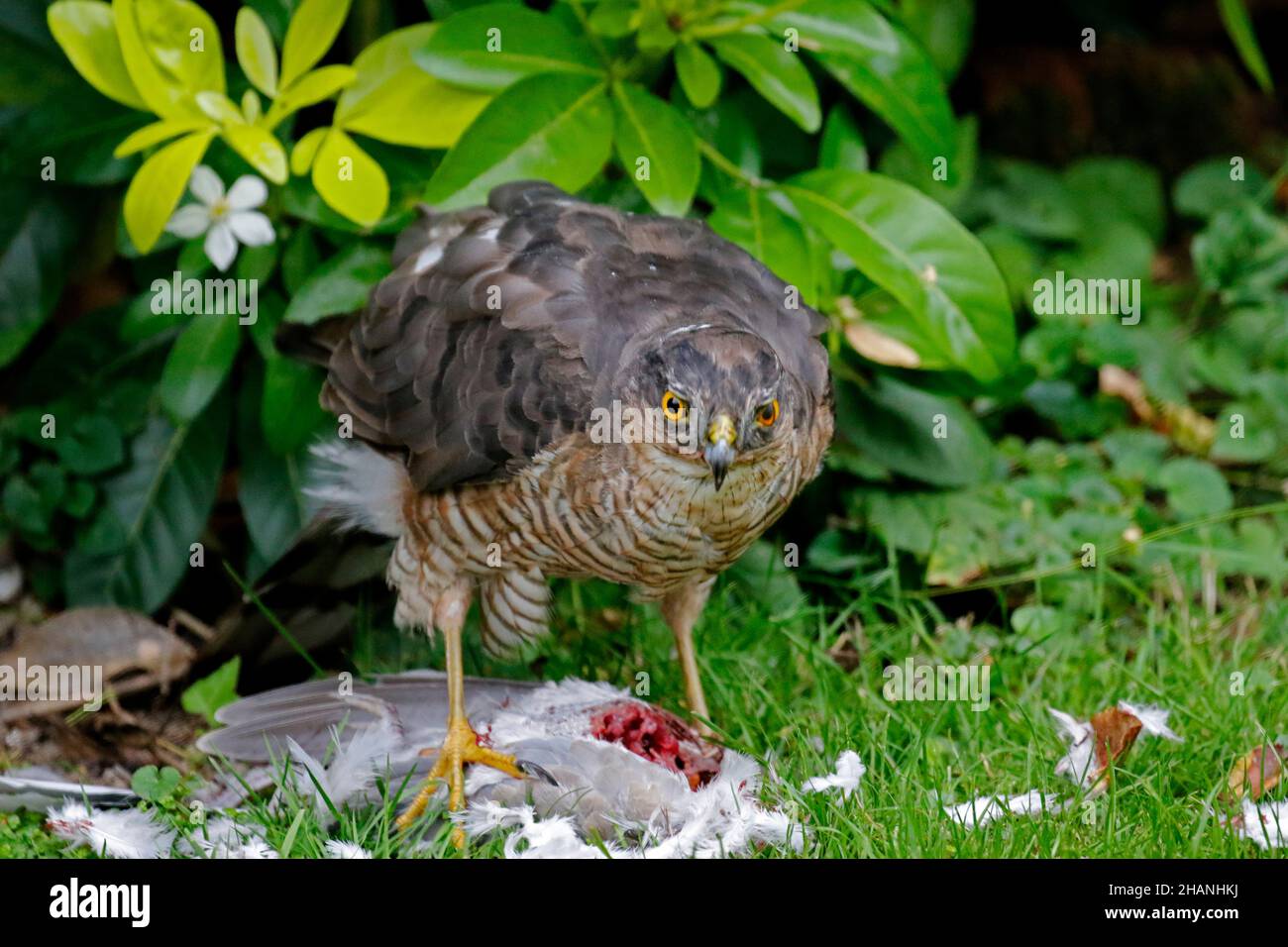 SPARROWHAWK WITH KILL Stock Photo - Alamy