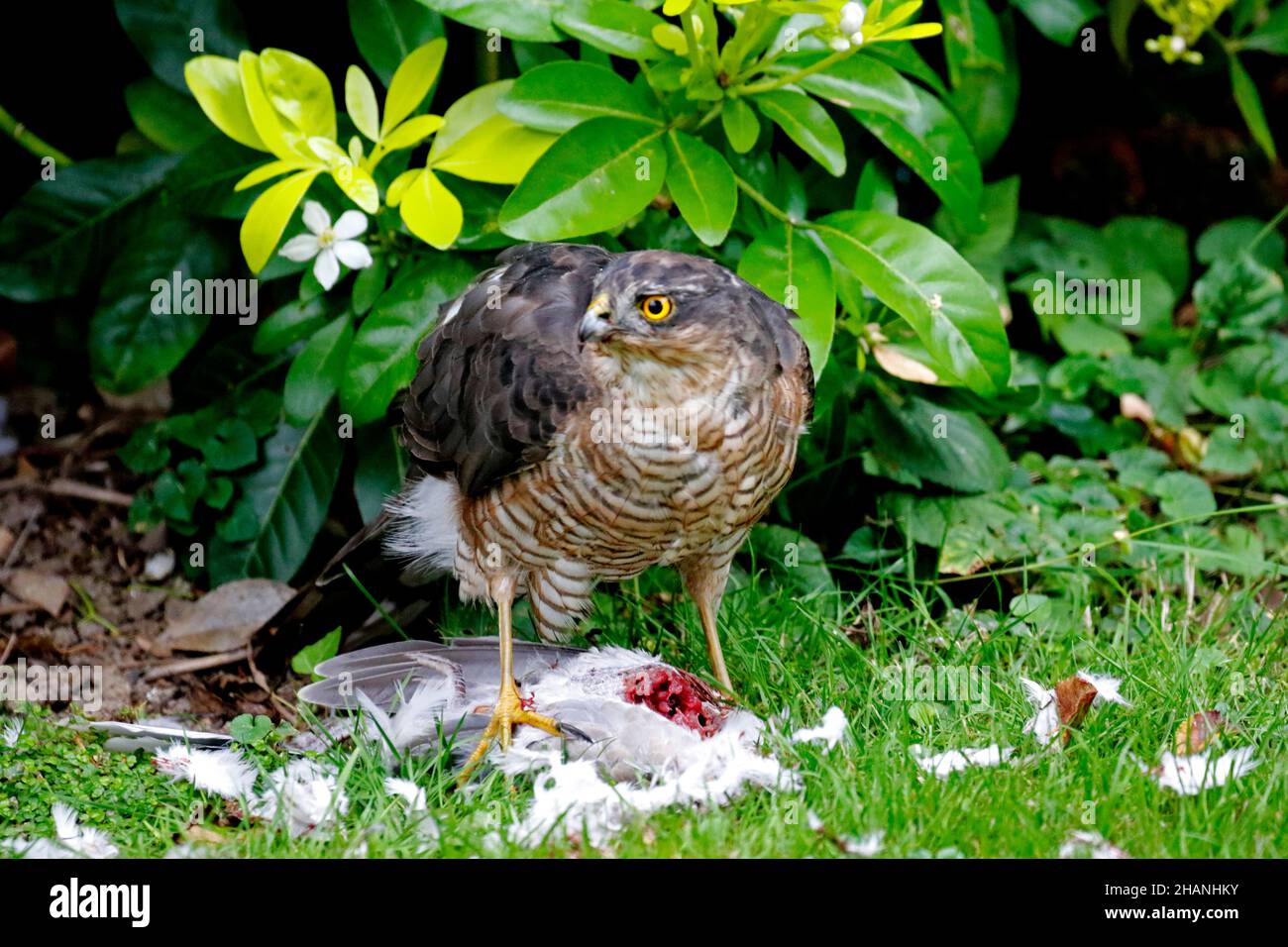 SPARROWHAWK WITH KILL Stock Photo - Alamy