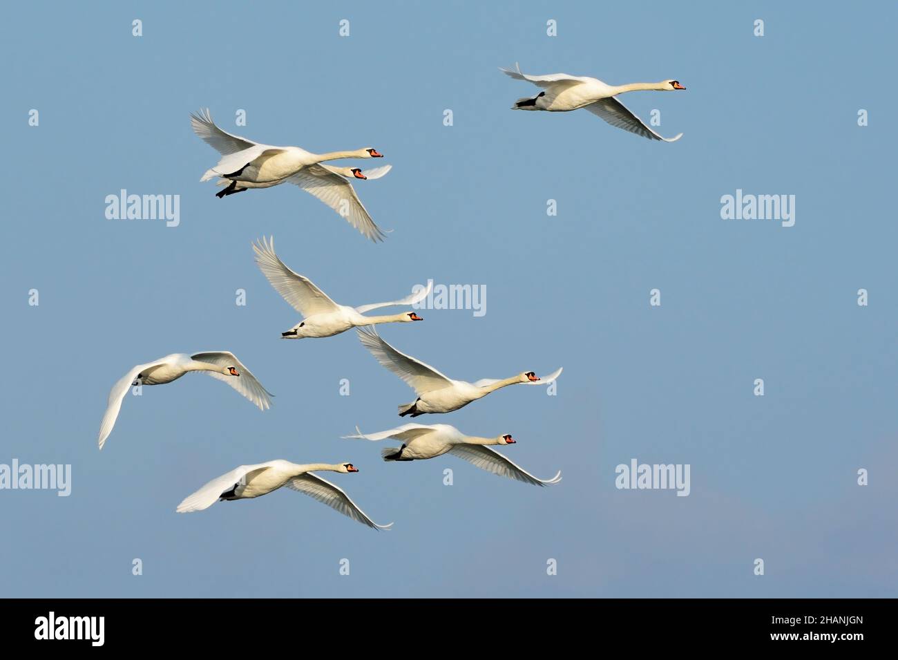 A flock of mute swans in fast flight. Flying with spread wings. Side ...
