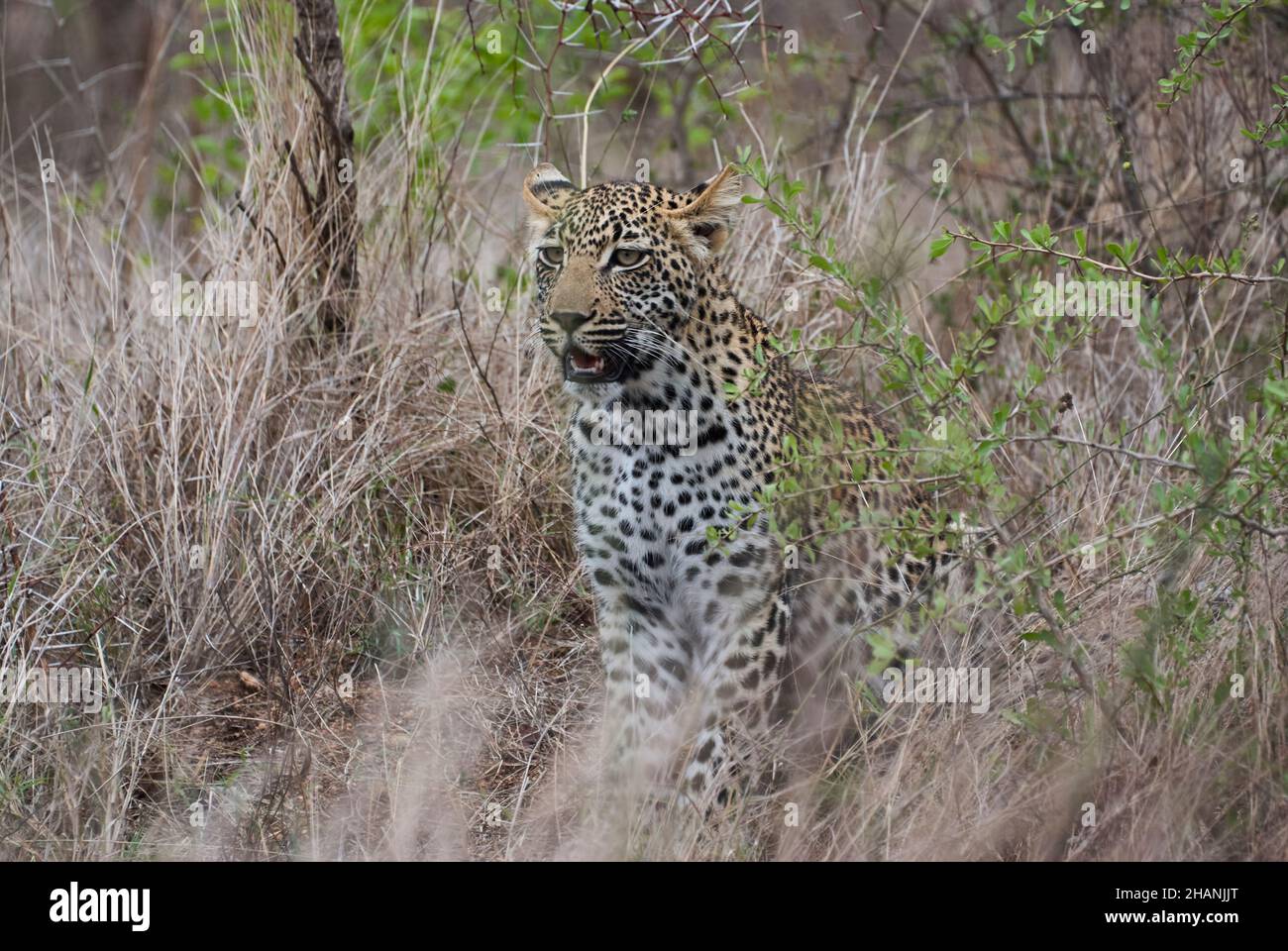 leopard, Panthera pardus, a big predator and african wild cat stalking ...