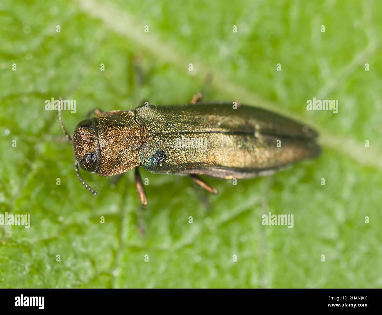 Buprestidae hi-res stock photography and images - Alamy