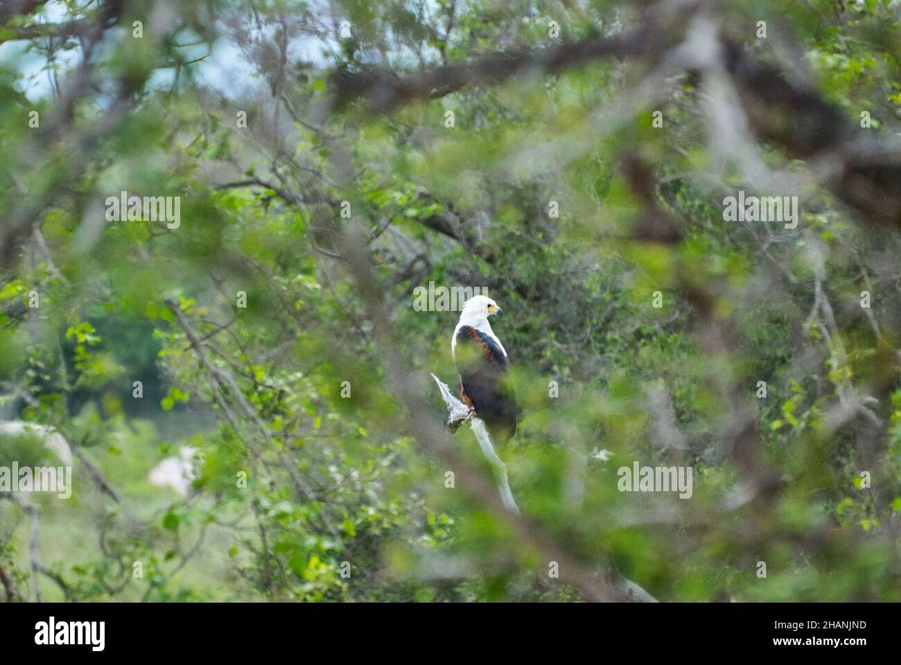 African fish eagle, Haliaeetus vocifer, or African sea eagle perched ...