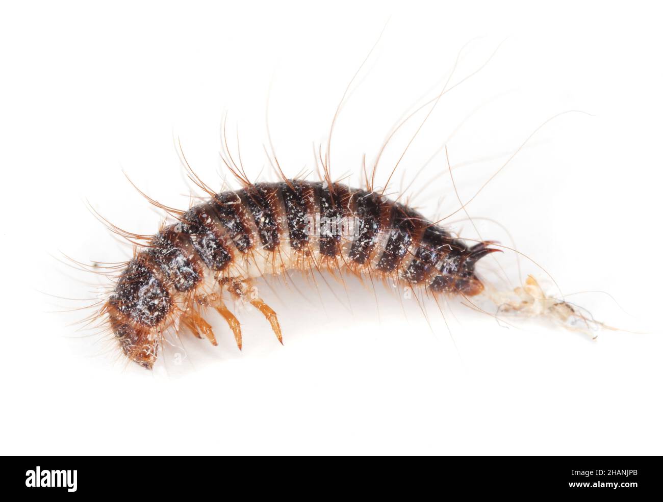 Dermestidae beetle larva isolated on white background, macro photo ...