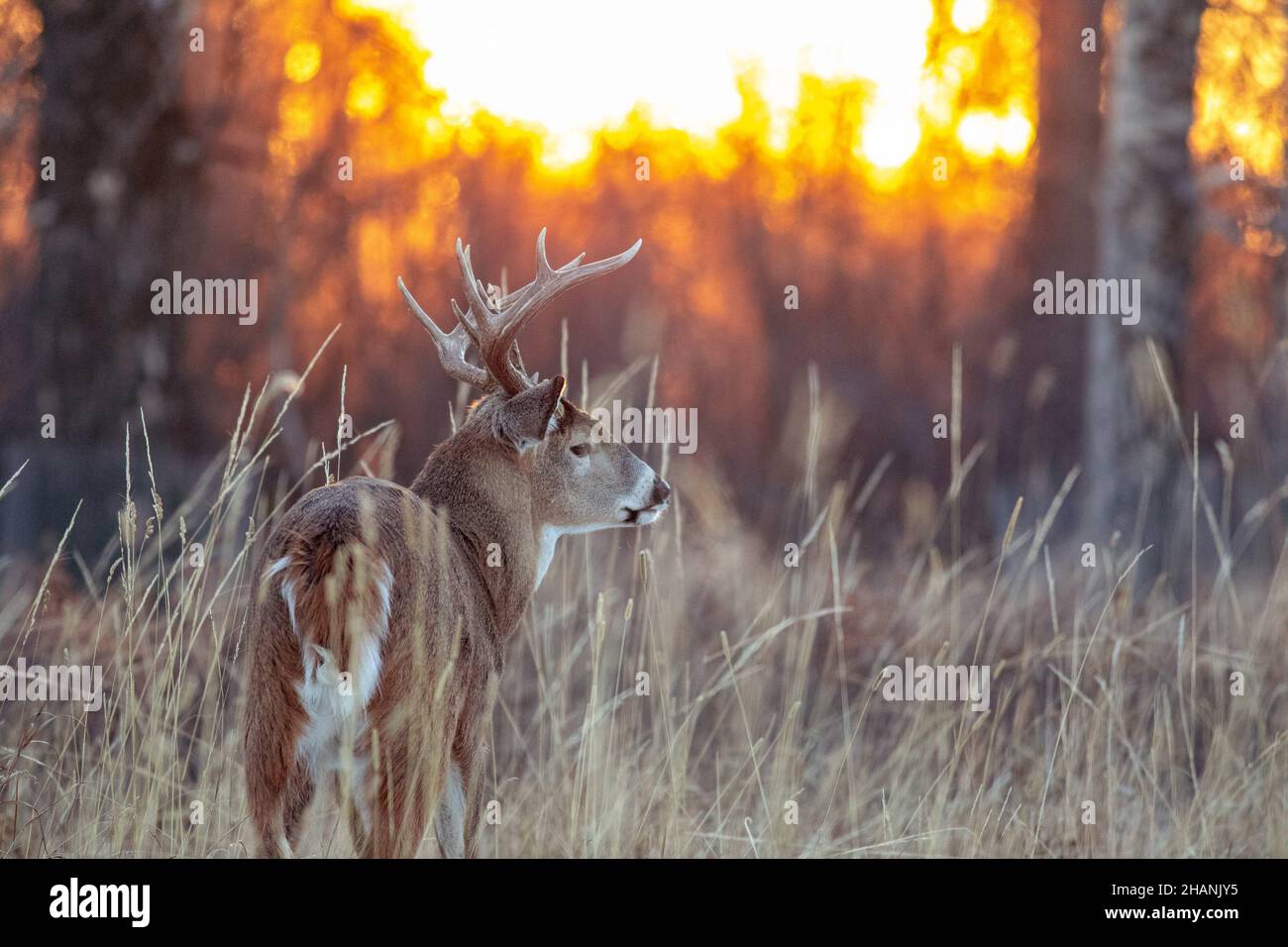White-tailed deer, Odocoileus virginianus, also known as the whitetail ...