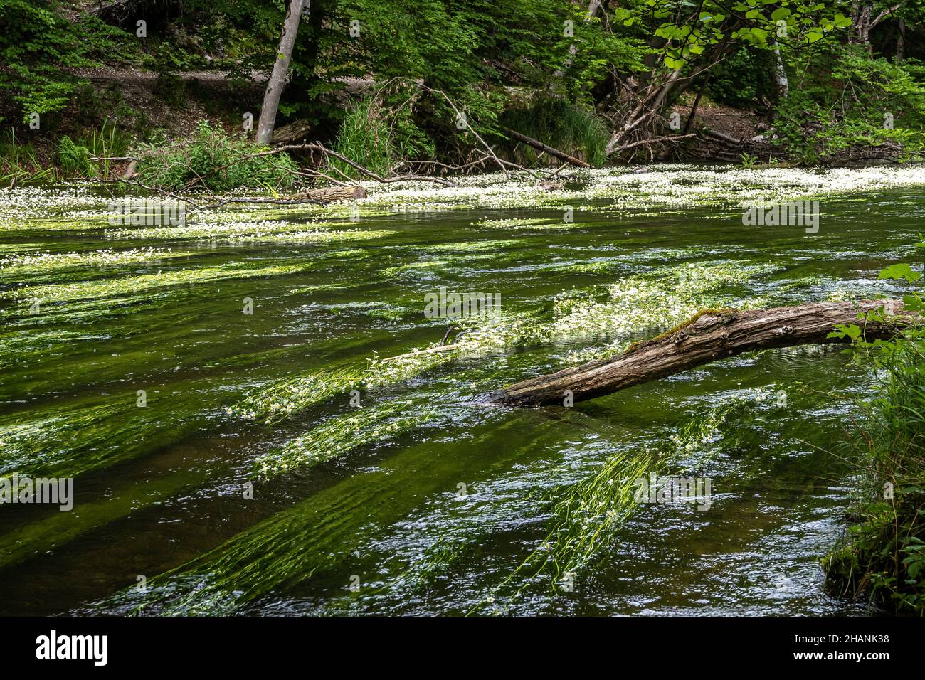 Flowering plant of the river water-crowfoot, Ranunculus fluitans in ...