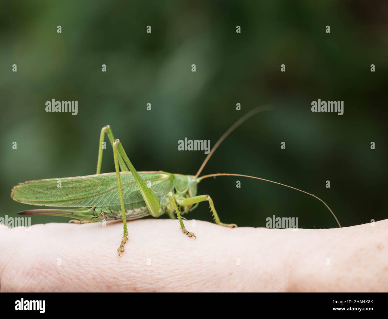 european green grasshopper in the garden Stock Photo - Alamy