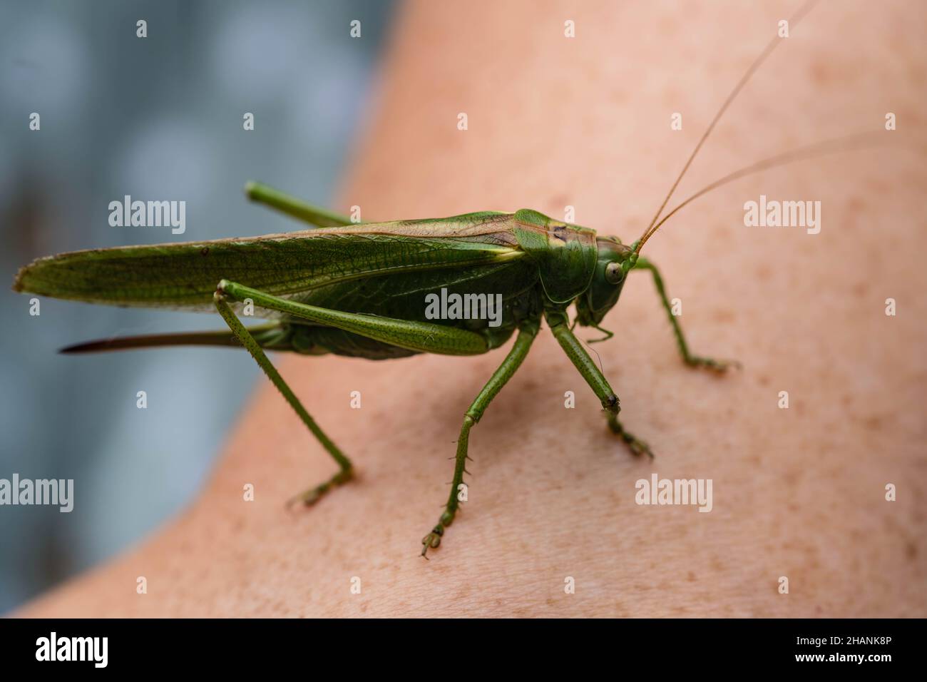 european green grasshopper in the garden Stock Photo - Alamy