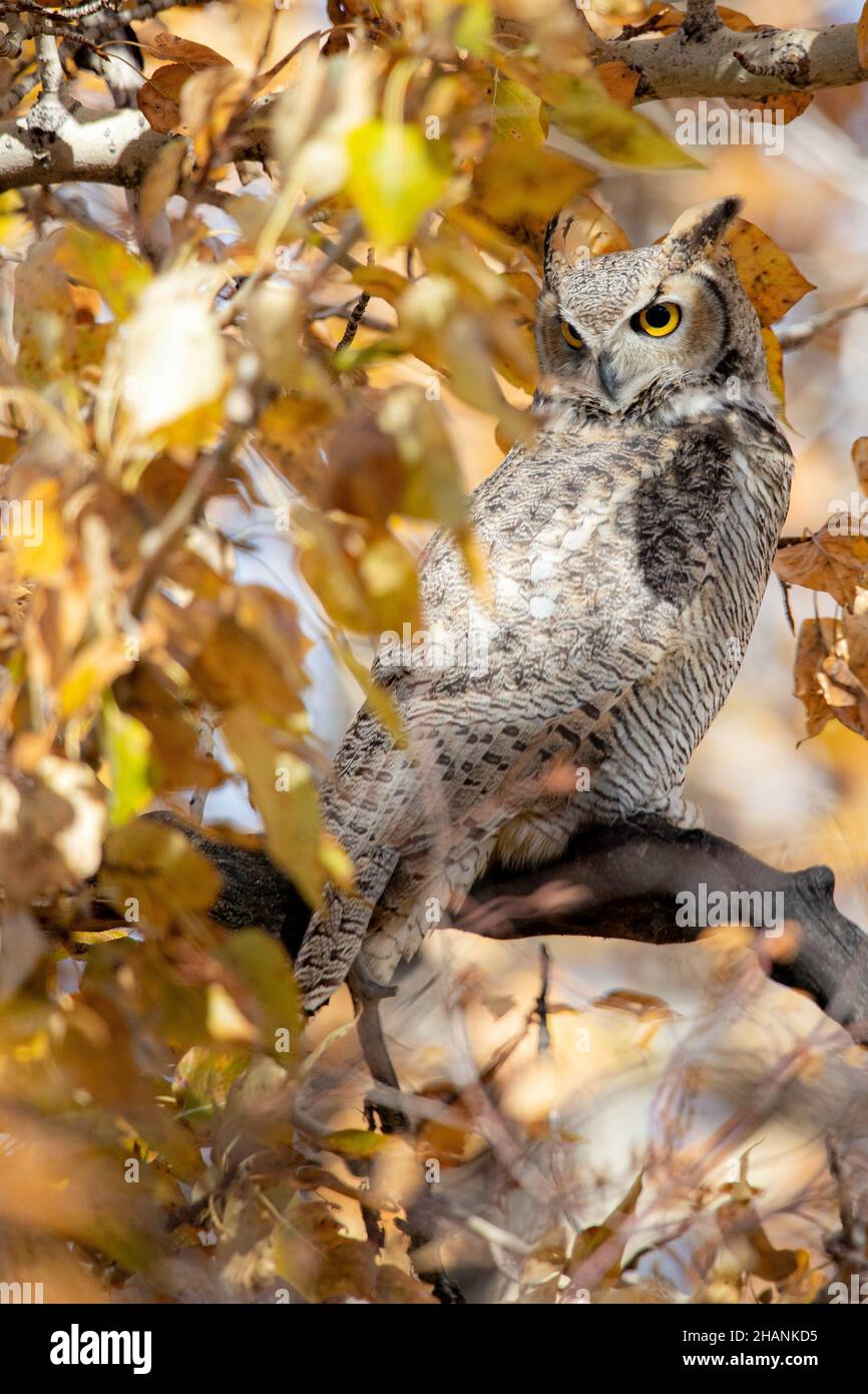 Vertical closeup of the great horned owl, Bubo virginianus Stock Photo ...