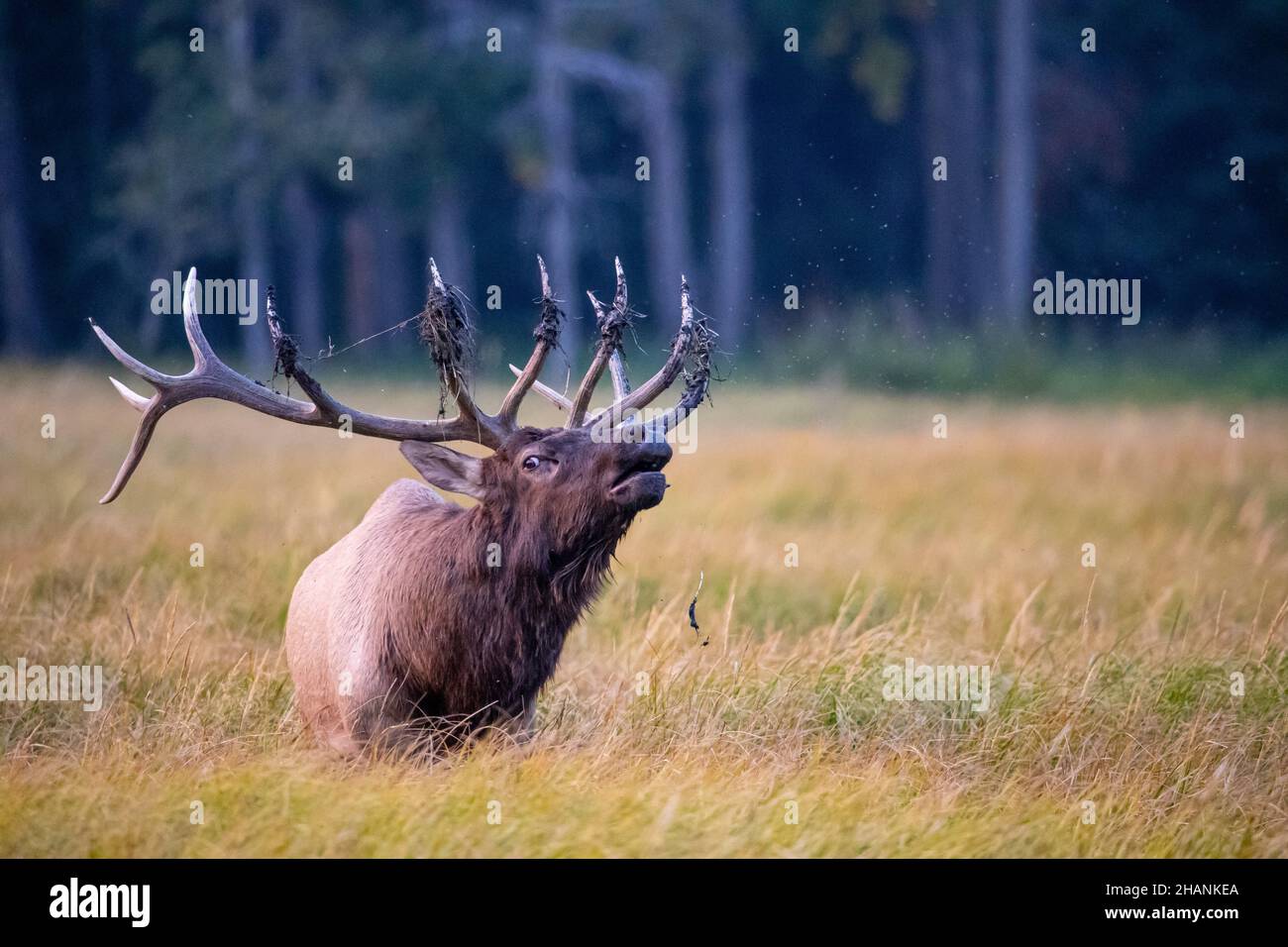 Adult male elk in the open field Stock Photo - Alamy