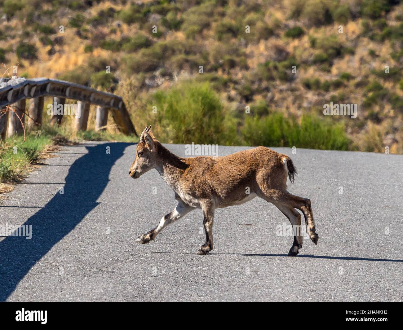 The Iberian ibex, Capra pyrenaica in the Gredos mountains near ...