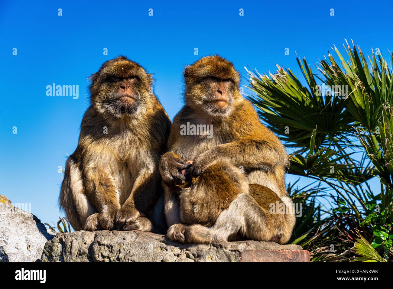 Close up of a wild macaque or Gibraltar monkey, one of the most famous ...