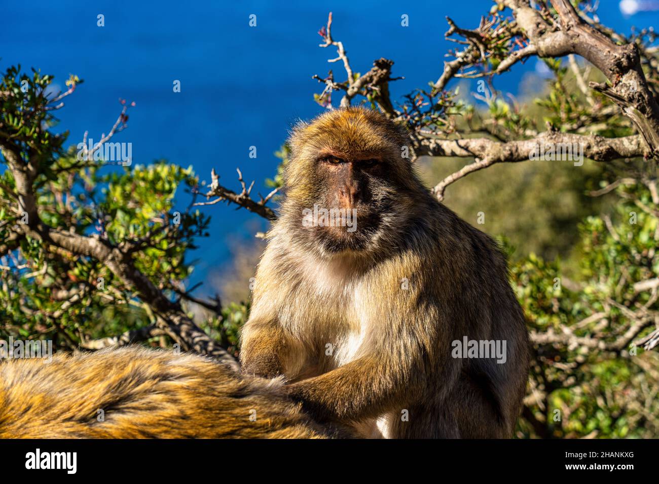 Close up of a wild macaque or Gibraltar monkey, one of the most famous ...
