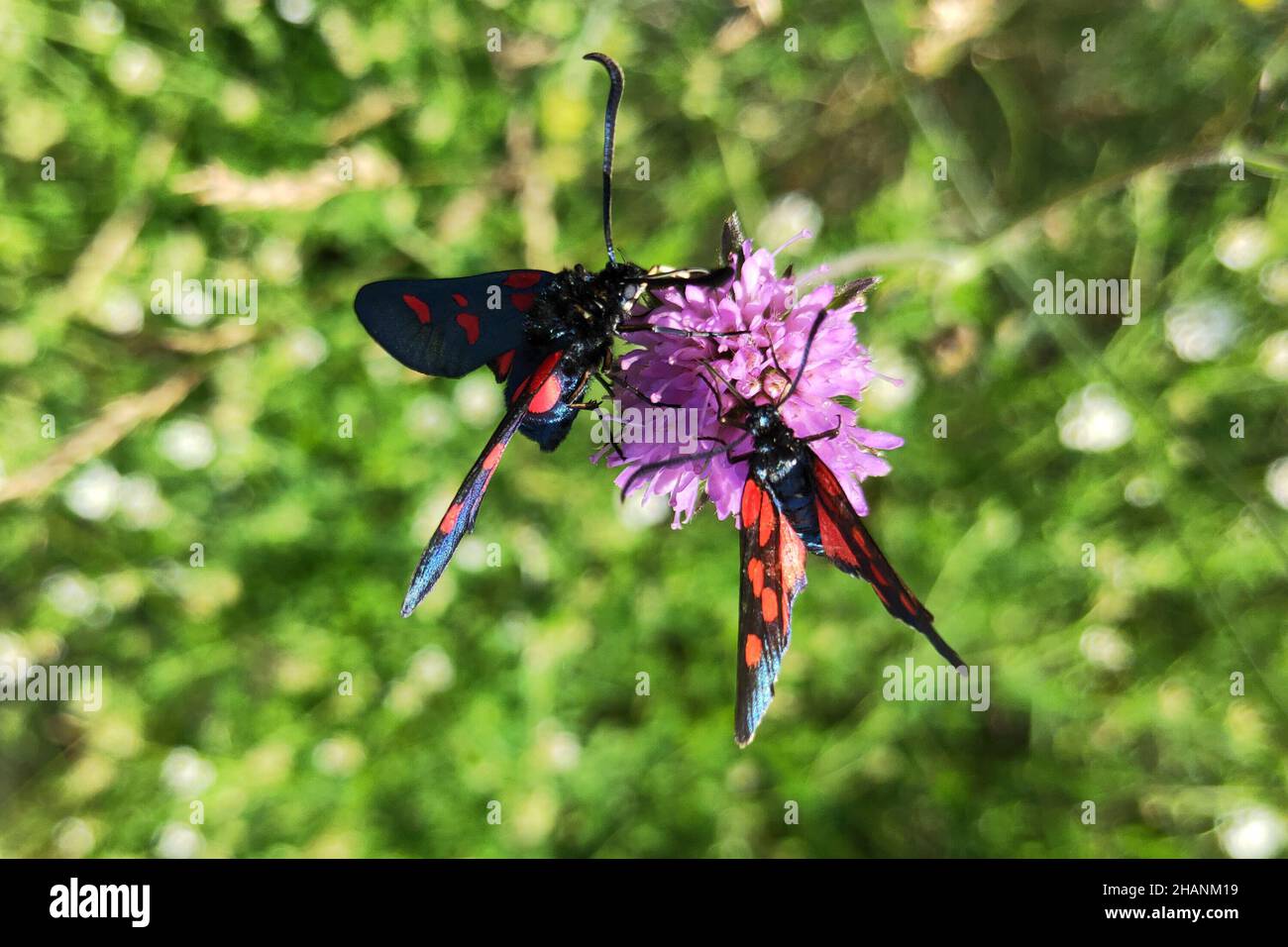 Zygaena lonicerae (Narrow-bordered Five-spot Burnet), Uvac Nature ...