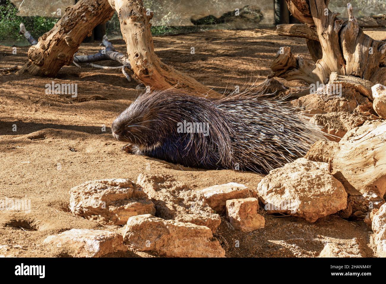 Hystrix indica, Indian crested porcupine in Tabernas desert, Andalusia ...