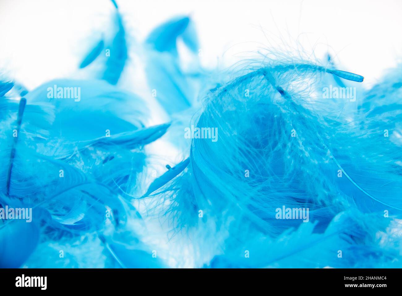Blue fluffy bird feathers on a white background. A texture of a soft ...