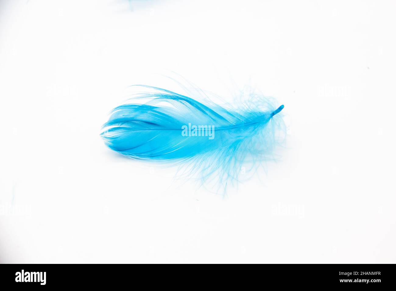 Blue fluffy bird feather on a white background. A texture of a soft ...