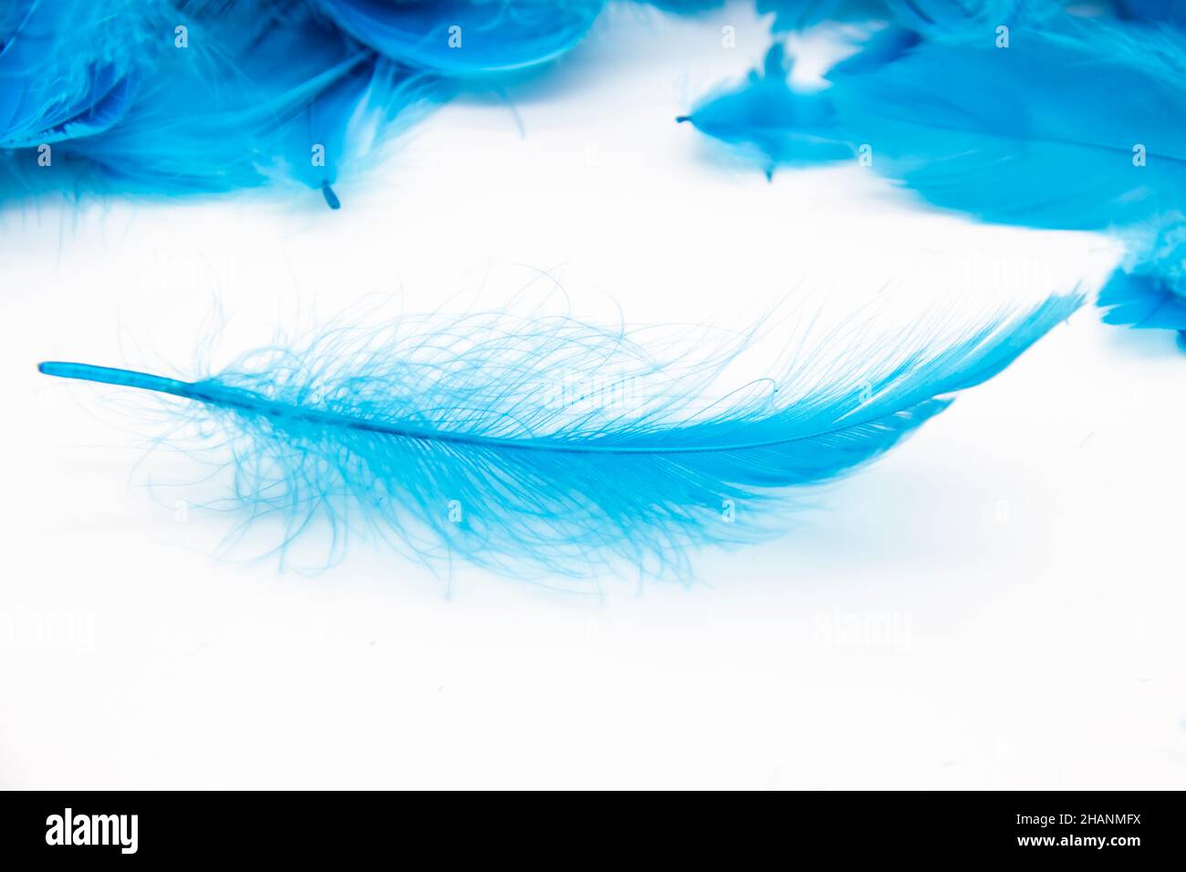 Blue fluffy bird feathers on a white background. A texture of a soft ...