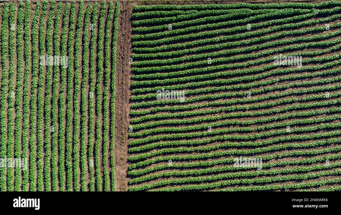 Drone view of a tobacco plantation, highlighted by the green coloration ...