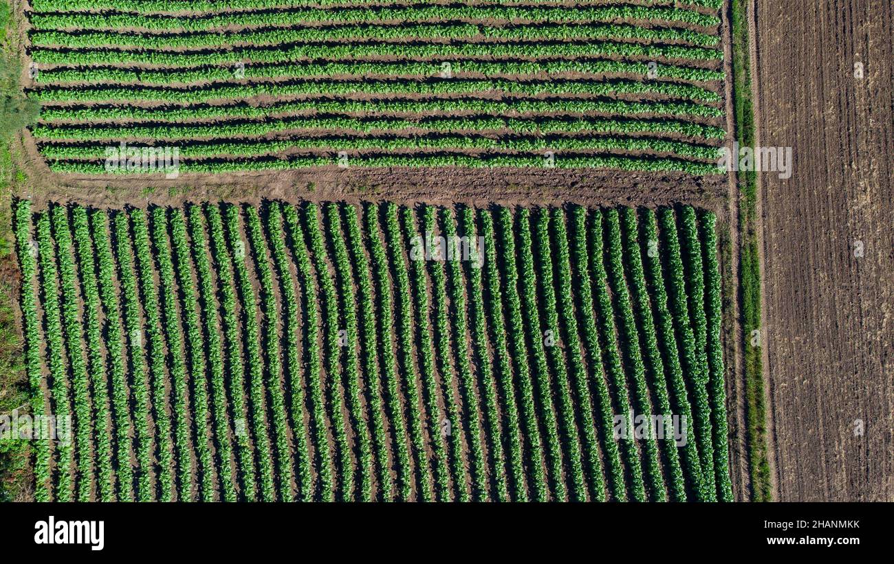 Drone view of a tobacco plantation, highlighted by the green coloration ...
