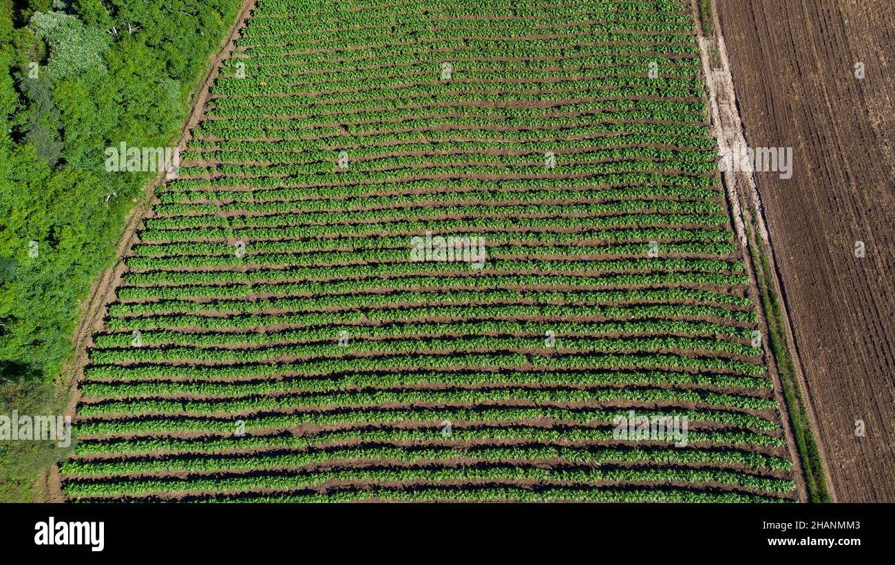 Drone view of a tobacco plantation, highlighted by the green coloration ...