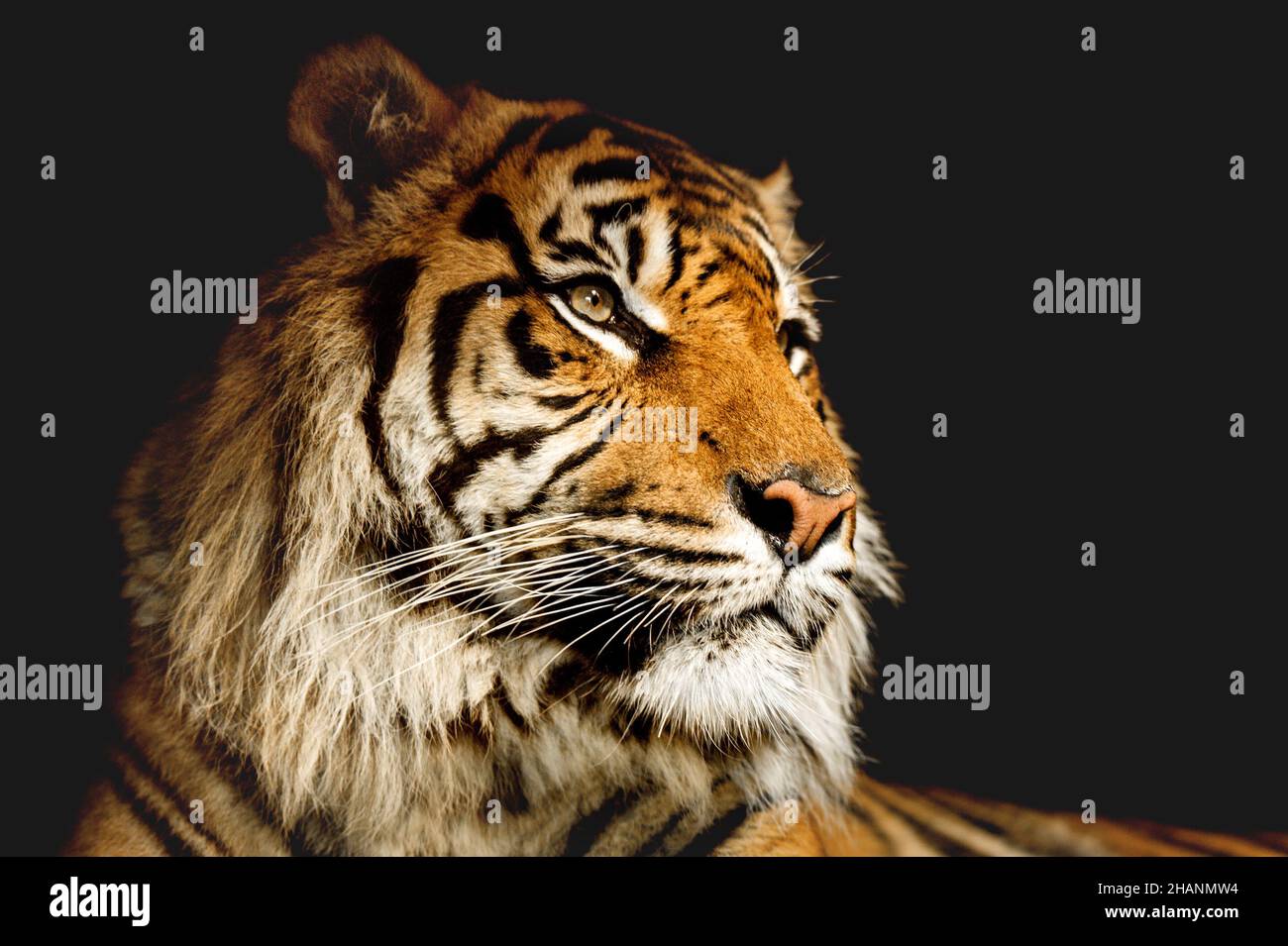 Tiger on black hi-res stock photography and images - Alamy