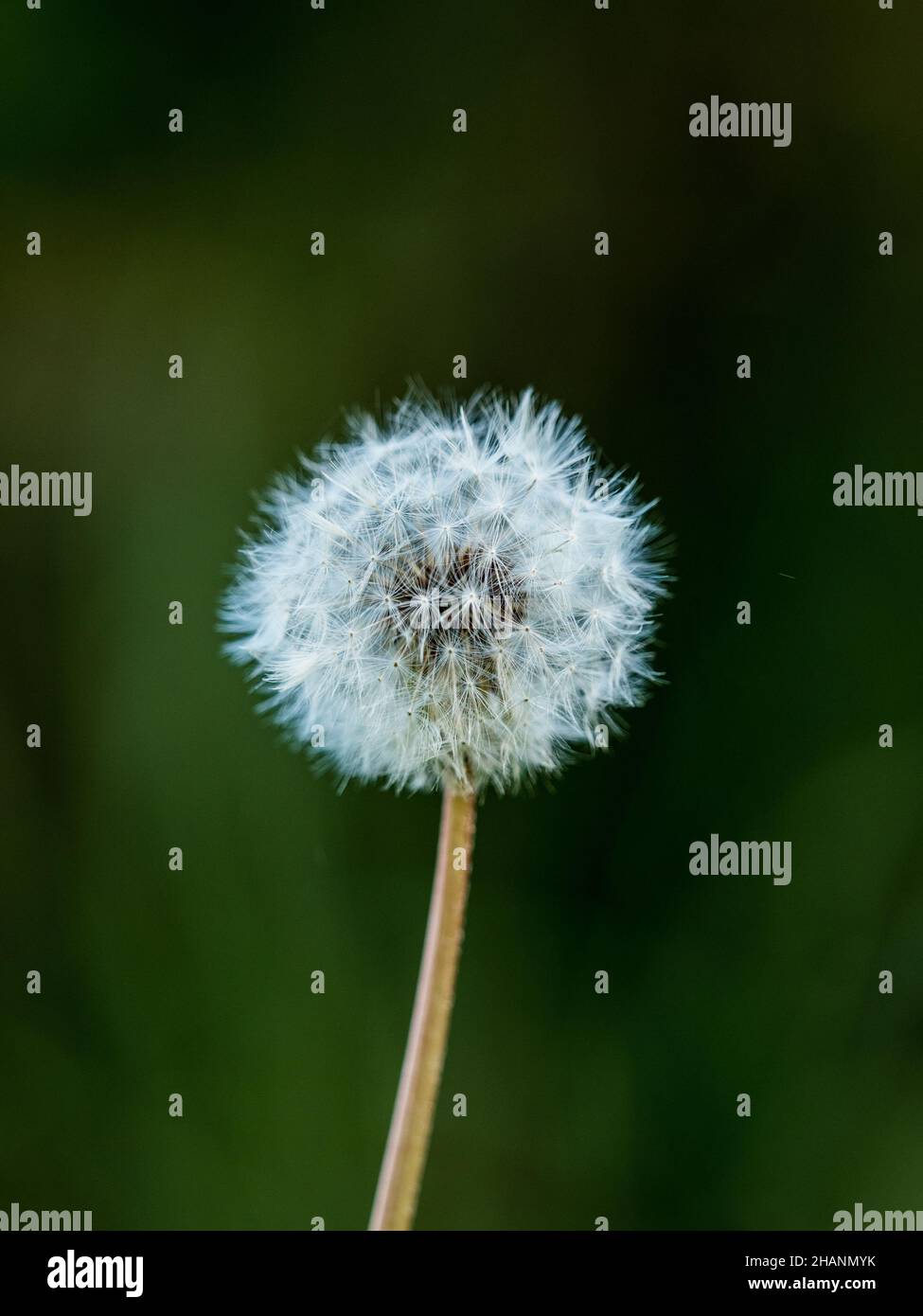 Vertical shot of a dandelion on blurred background Stock Photo - Alamy