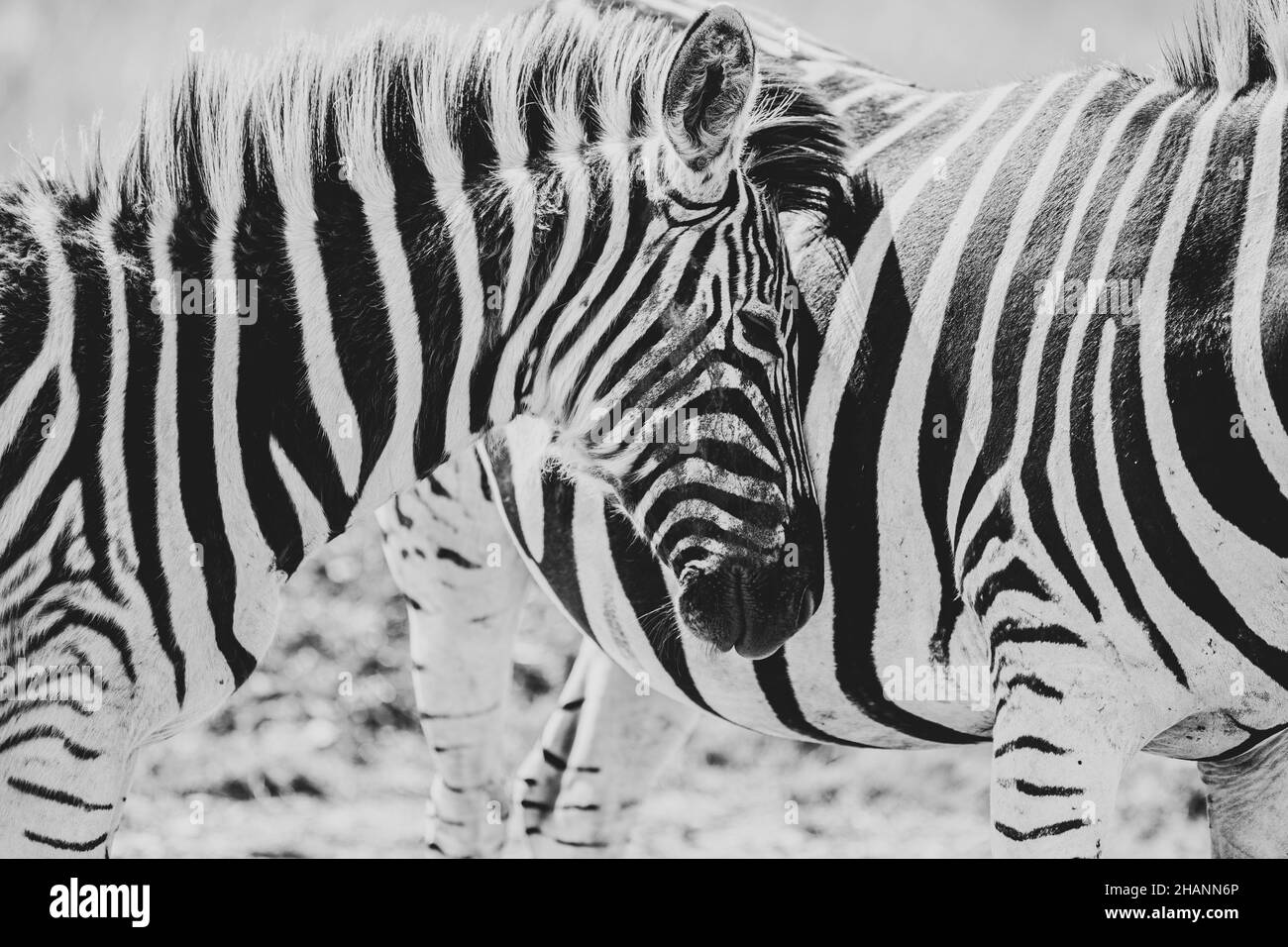 Zebra look hair hi-res stock photography and images - Alamy