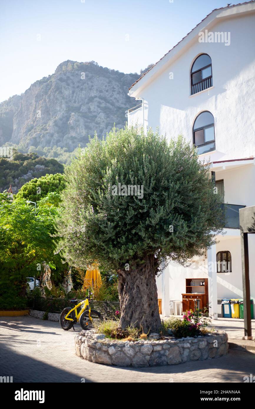 Olive tree on the street in a tourist village in Turkey. Olea europaea ...