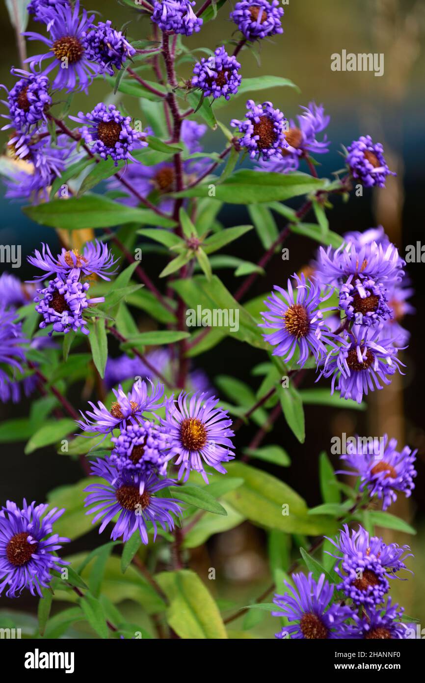Aster novae angliae constance hi-res stock photography and images - Alamy