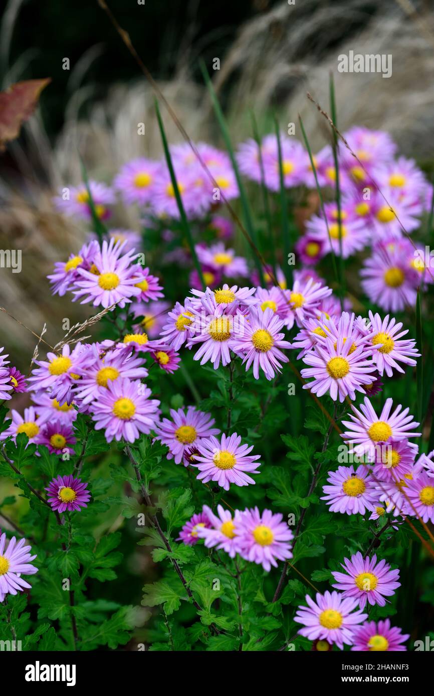 Amos perrys rubellum hybrids hi-res stock photography and images - Alamy