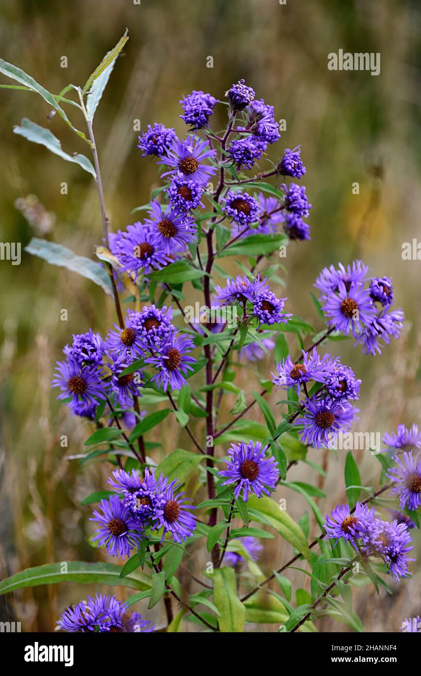 Symphyotrichum Novae Angliae