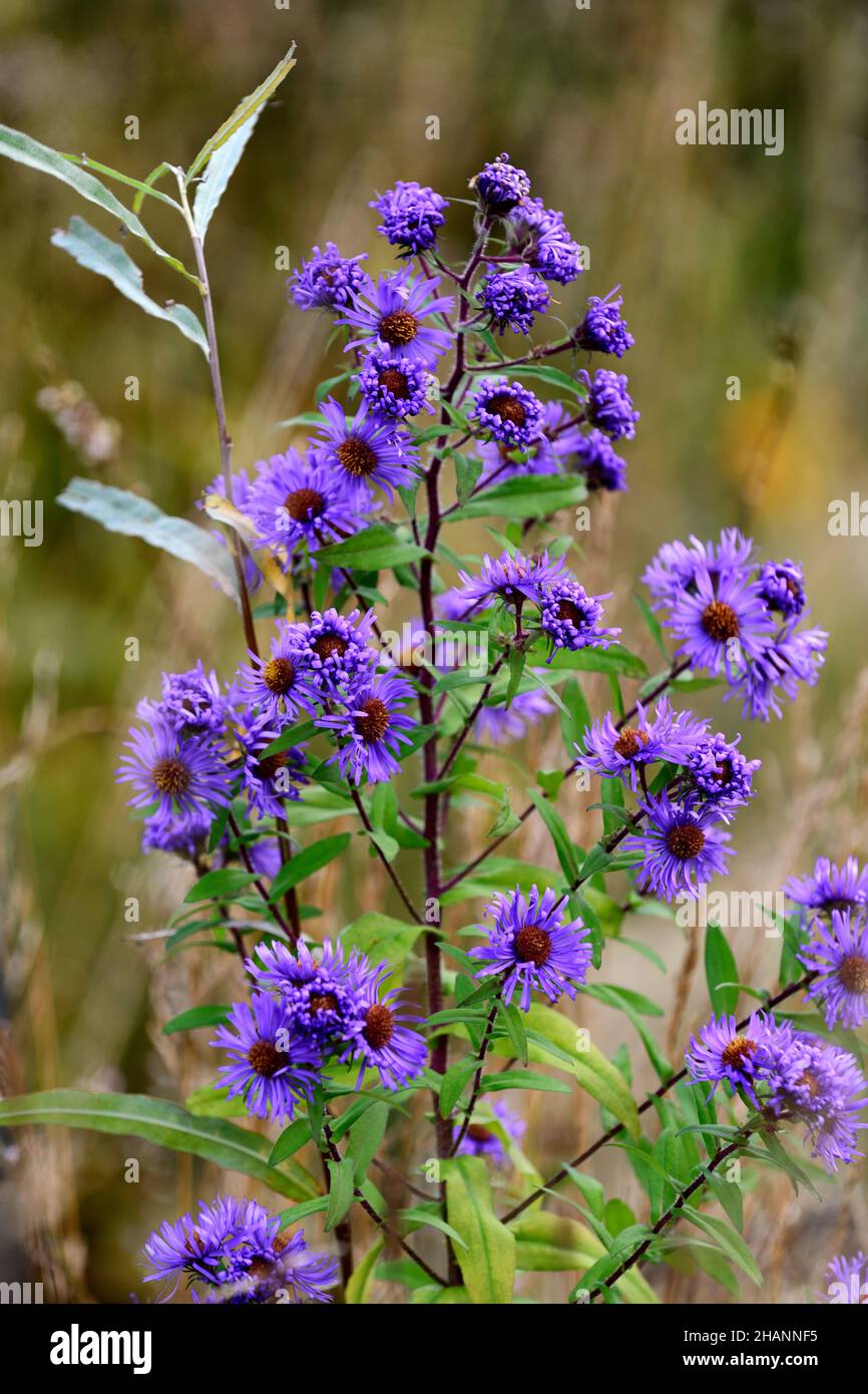 Aster novae-angliae Constance,lilac blue,flower,flowers,asters ...