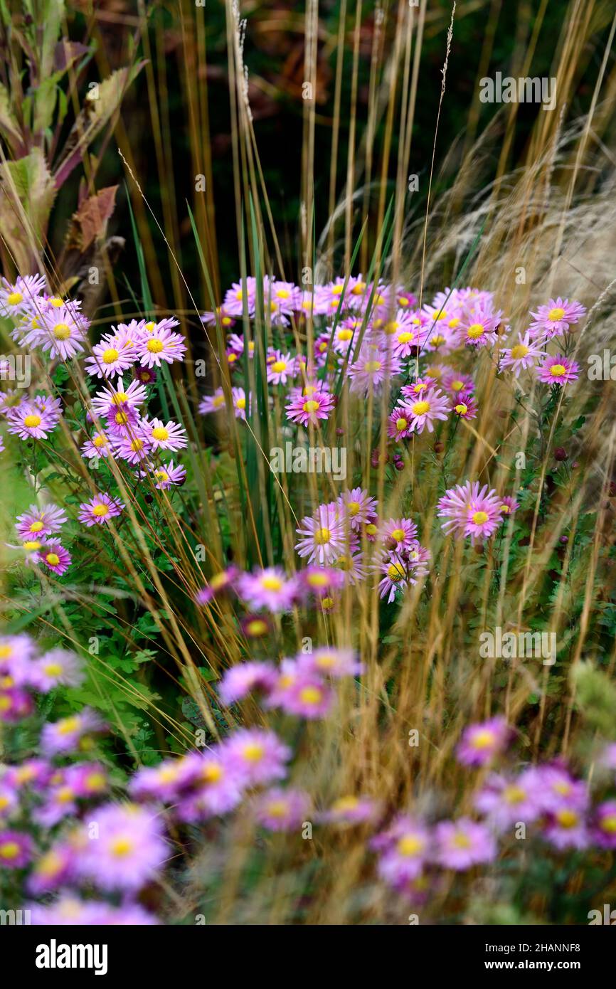 Chrysanthemum Clara Curtis,single daisy-like mid-pink flower, pink ...