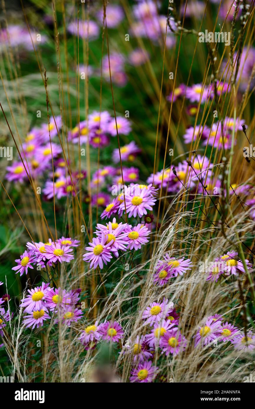 Amos perrys rubellum hybrids hi-res stock photography and images - Alamy