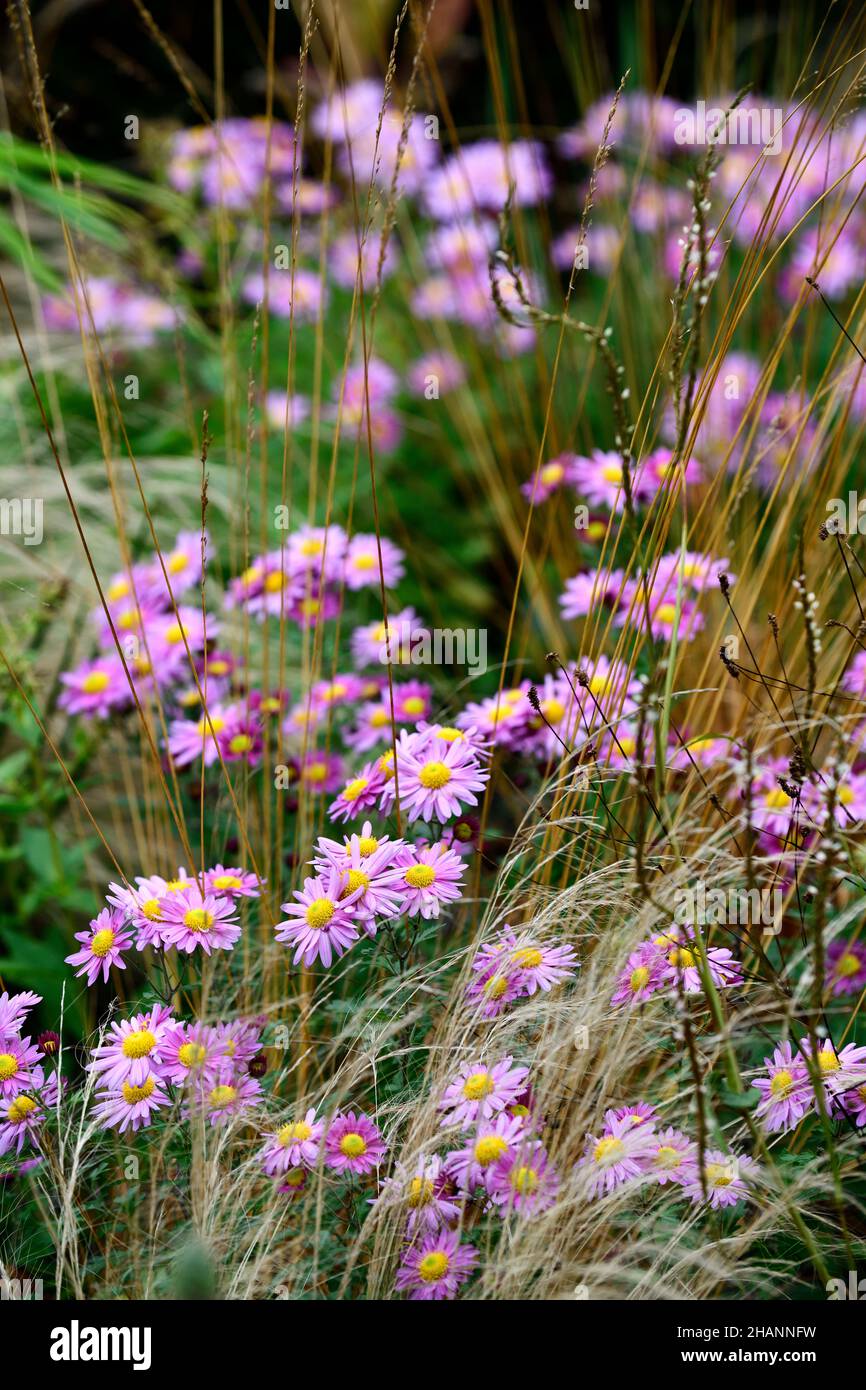 Chrysanthemum Clara Curtis,single daisy-like mid-pink flower, pink ...