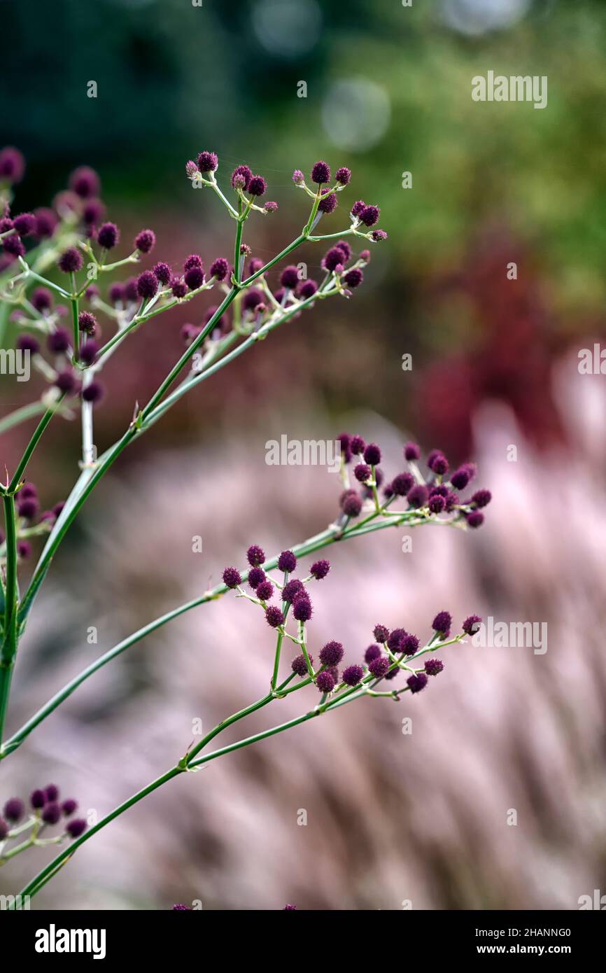 Eryngium pandanifolium Physic Purple,giant sea holly,thistle,thistles ...