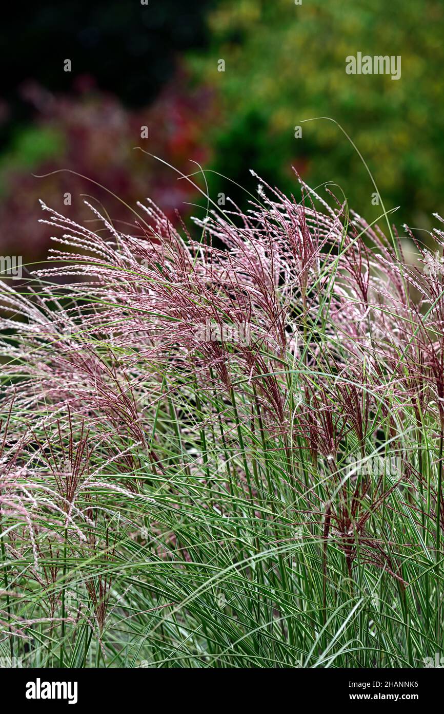 Miscanthus sinensis red chief hi-res stock photography and images - Alamy