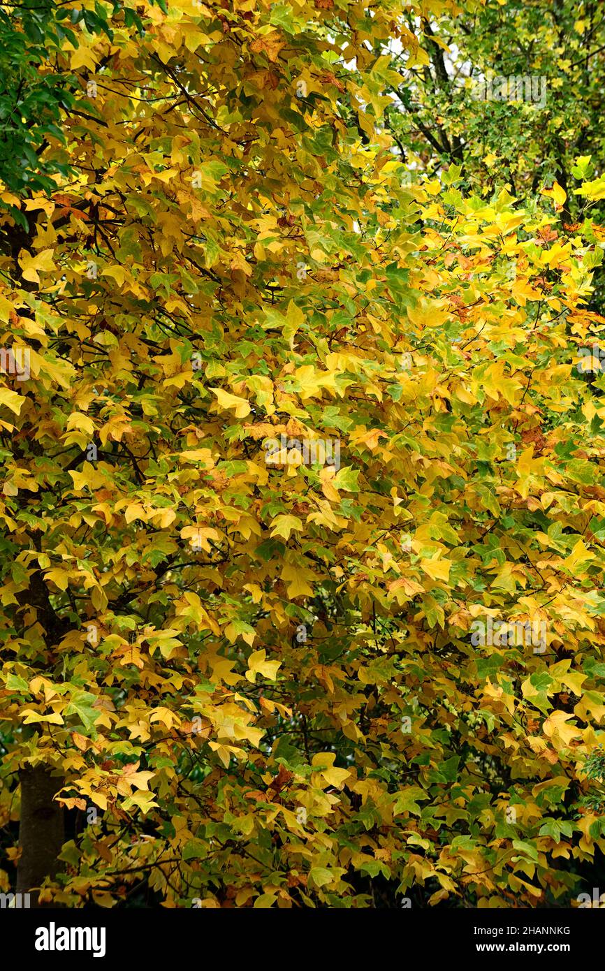 Tulip tree,Liriodendron tulipifera,leaves in Autumn,autumnal colours ...