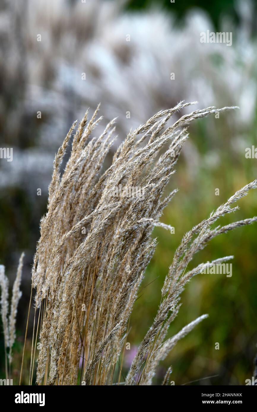 grass,grasses,seed-heads,seedheads,ornamental grass,ornamental grasses ...