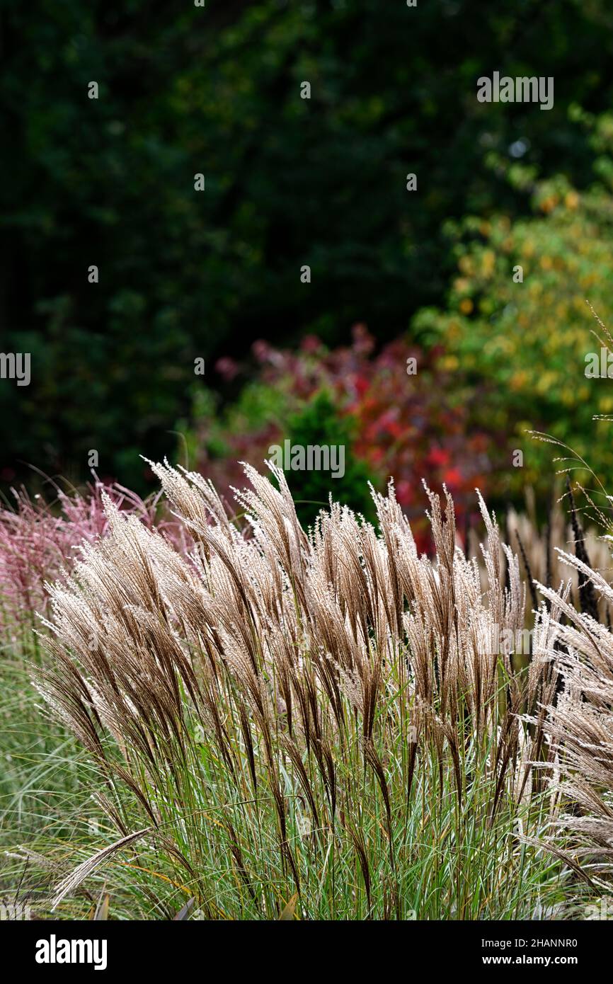 Miscanthus Kleine Silberspinne,mixed grasses,mixed grass combination ...