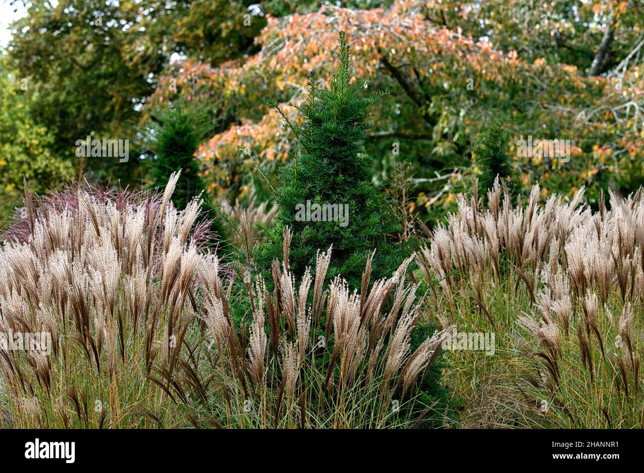Miscanthus Kleine Silberspinne,mixed grasses,mixed grass combination ...