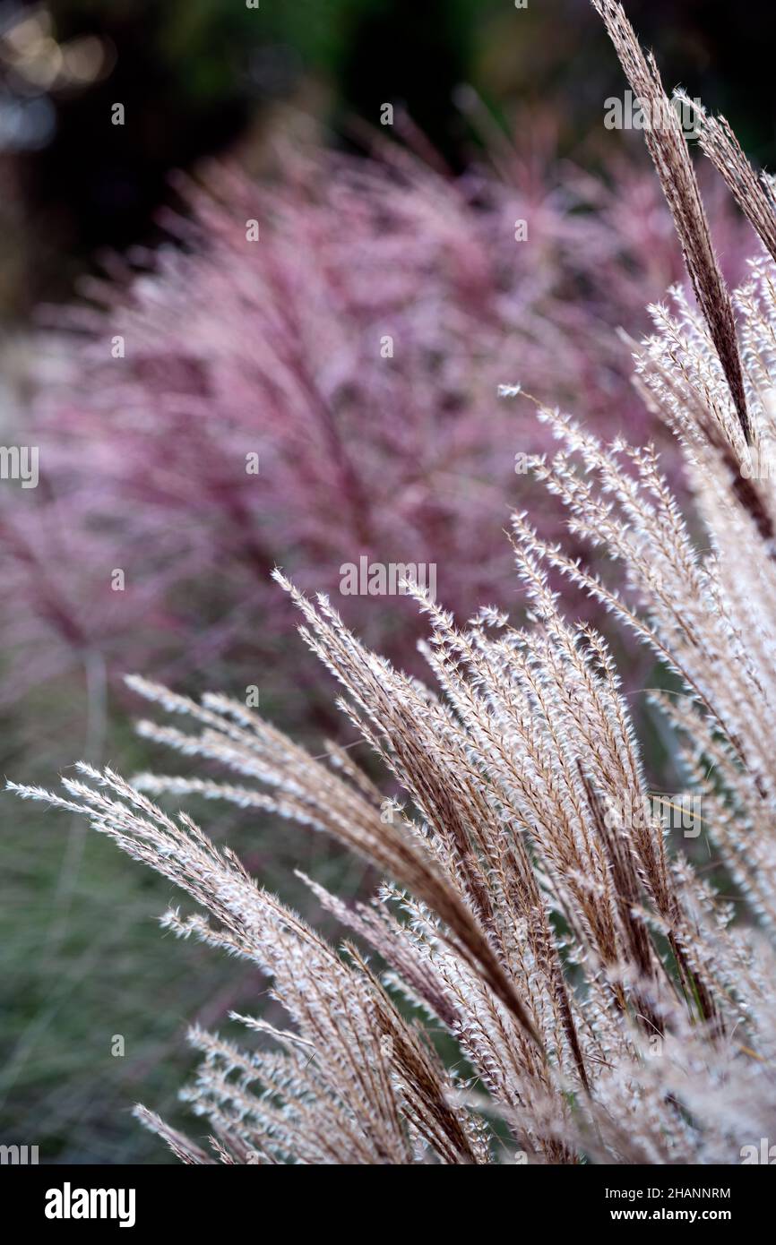 Miscanthus Kleine Silberspinne,mixed grasses,mixed grass combination ...