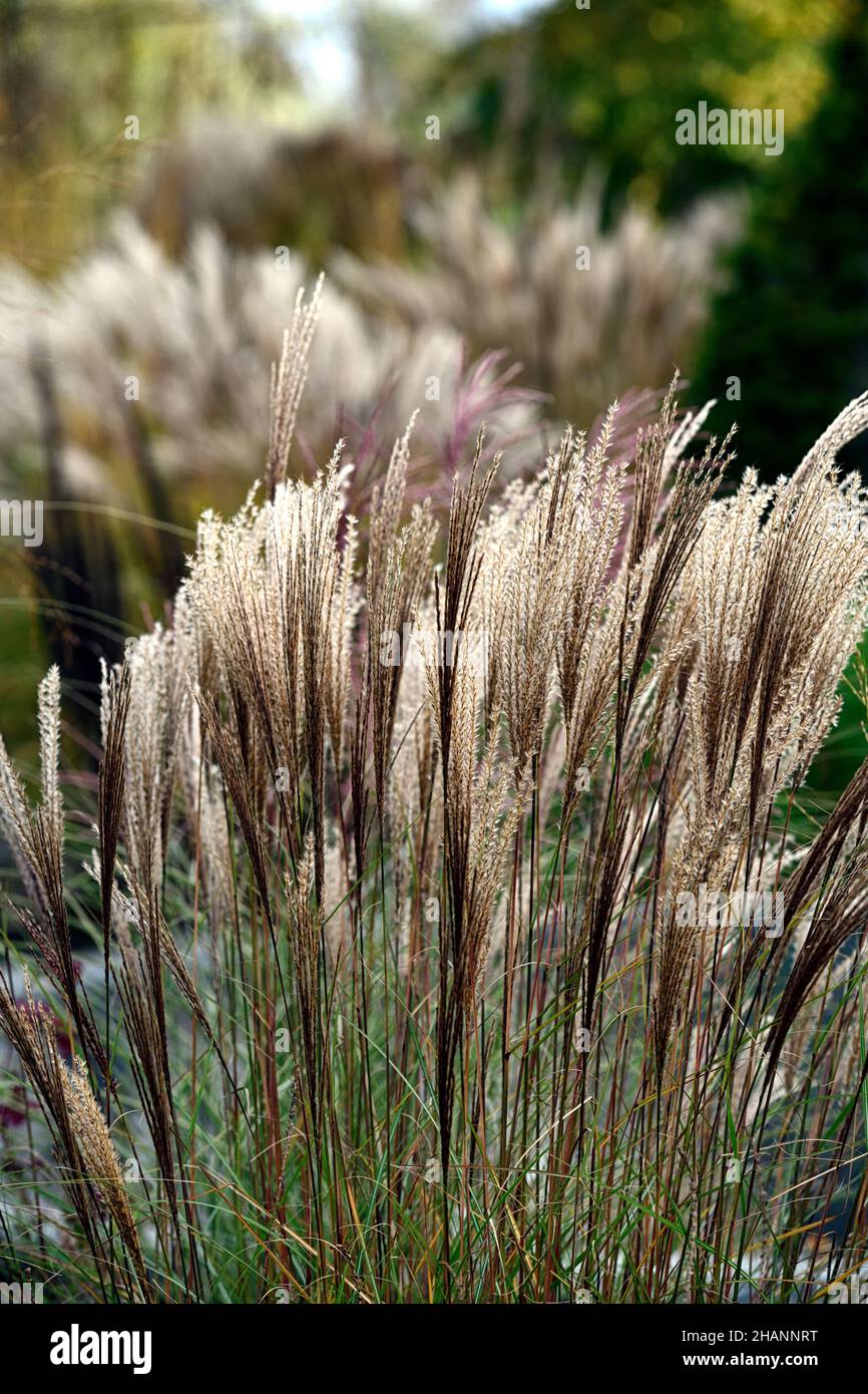 Miscanthus Kleine Silberspinne,mixed grasses,mixed grass combination ...