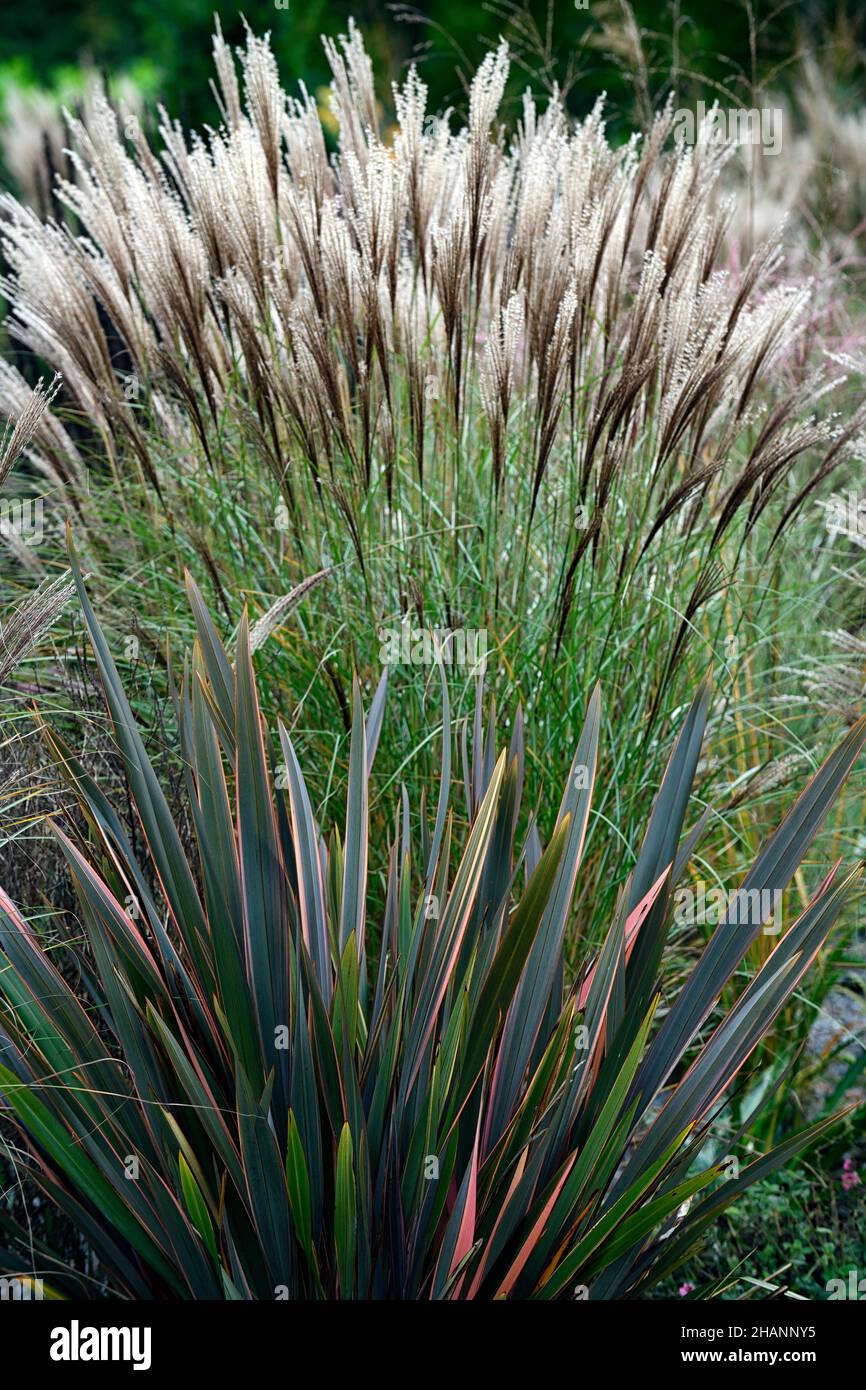 Miscanthus Kleine Silberspinne,mixed grasses,mixed grass combination ...