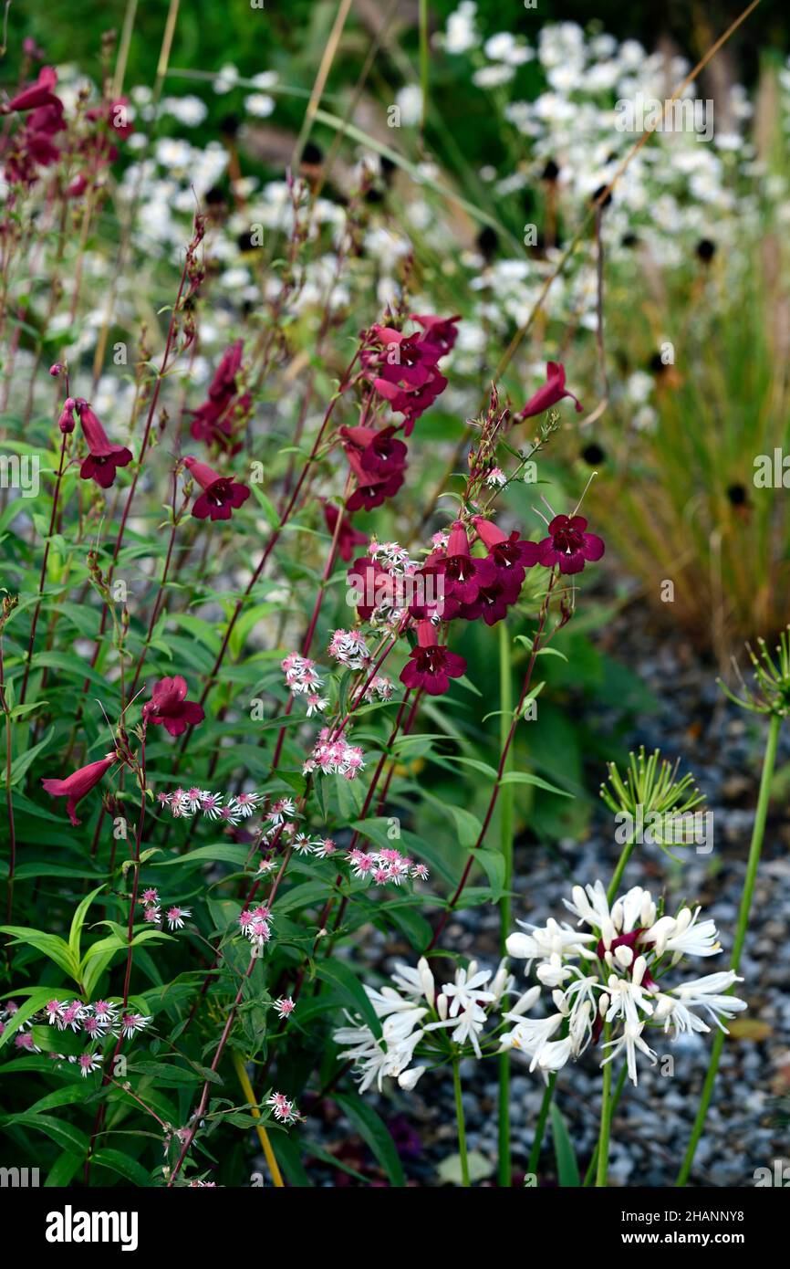 Penstemon Garnet,syn,Penstemon Andenken an Friedrich Hahn,red flowers ...